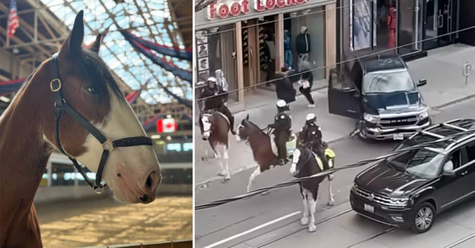 Finding 'Spirit', the Real Horse Who Inspired a Generation