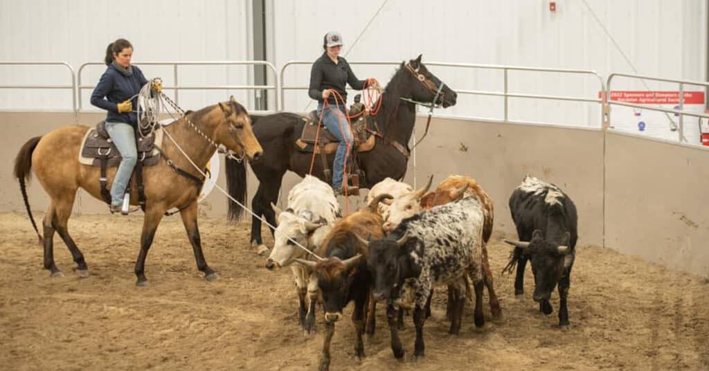 Ontario’s First Ranch Roping Team Goes to Canadian Finals
