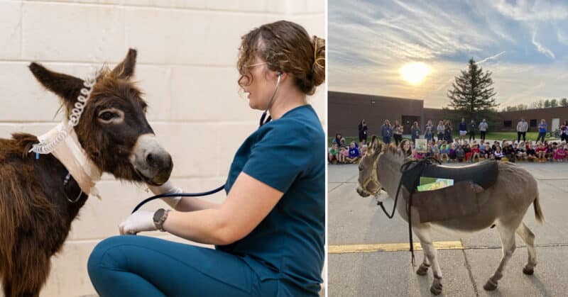 Commonly Used Horse Drugs: 10 Equine Steroids