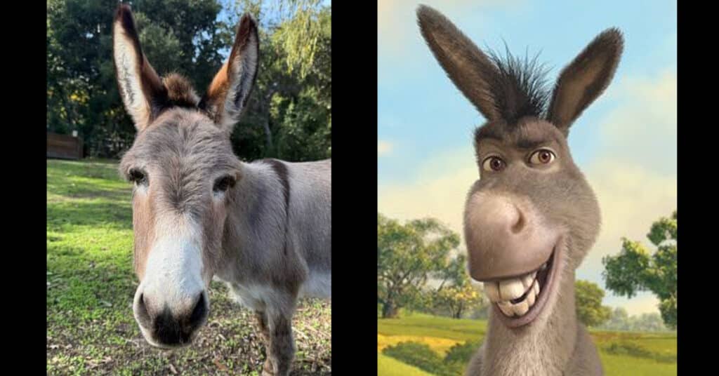 Finding 'Spirit', the Real Horse Who Inspired a Generation