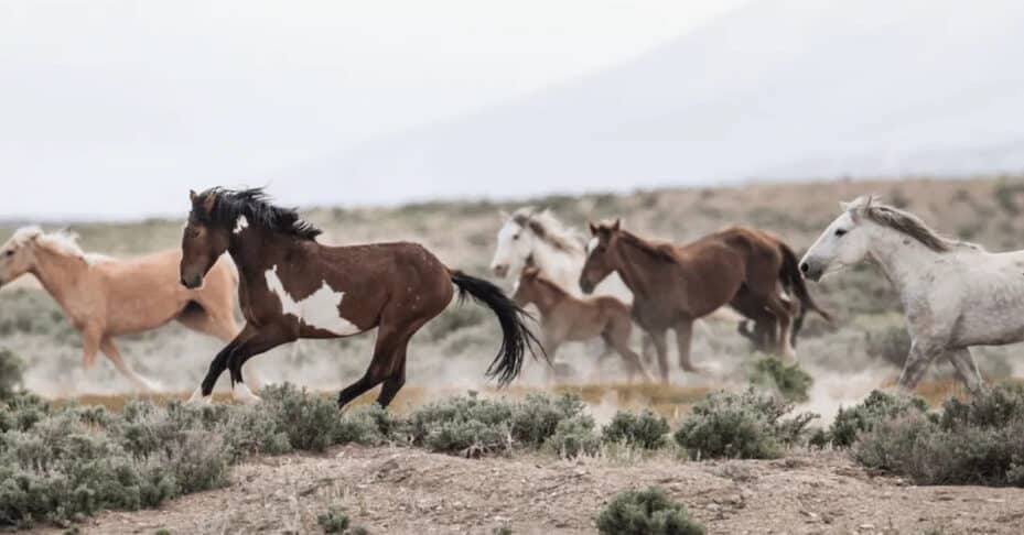 Natural Horsemanship and an Investigative Look at the Science Behind it