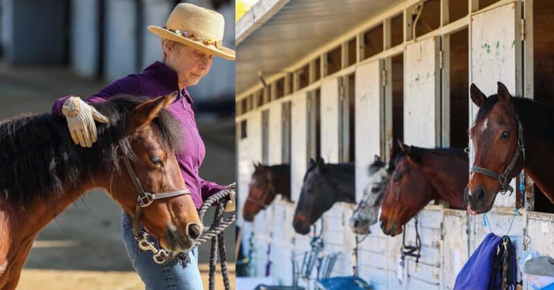 Natural Horsemanship and an Investigative Look at the Science Behind it