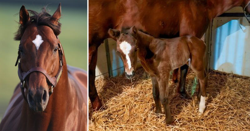 5 Exercises to Strengthen your Horse’s Hind End – Horse Canada