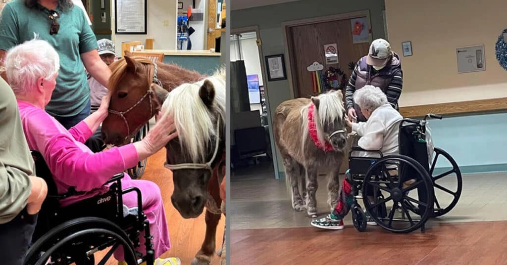 5 Exercises to Strengthen your Horse’s Hind End – Horse Canada