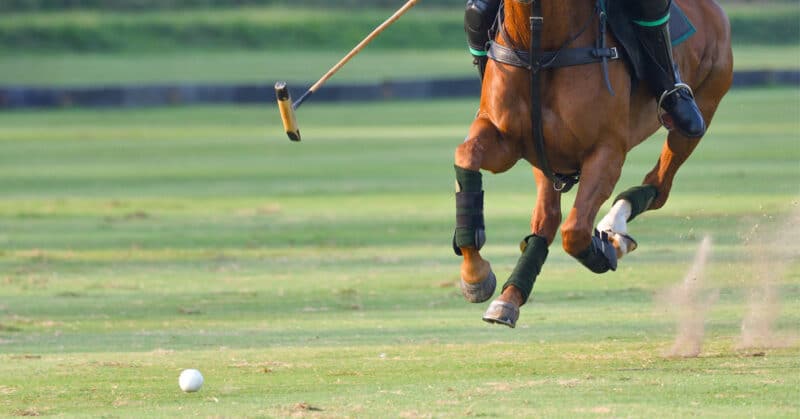 5 Exercises to Strengthen your Horse’s Hind End – Horse Canada