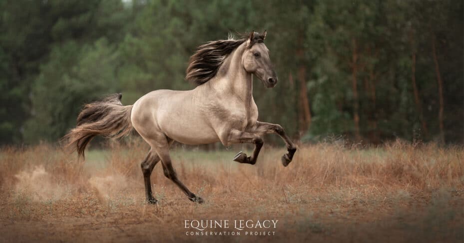 Commonly Used Horse Drugs: 10 Equine Steroids