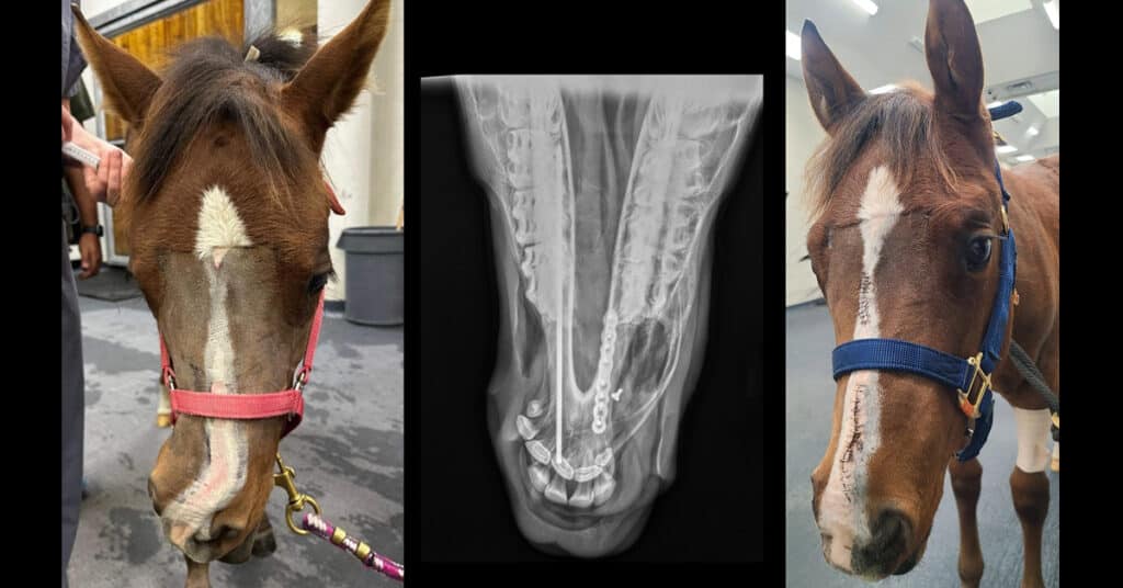 10 Amazing Facts About Hooves You Might Not Know