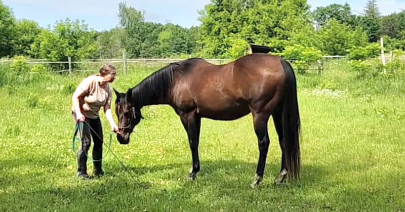 Better Horse Movement Through Straightness Training