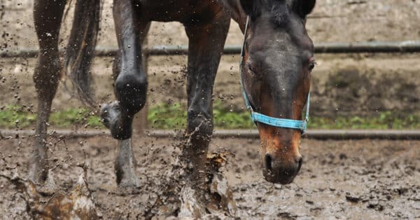 Perfecting the Hand Gallop