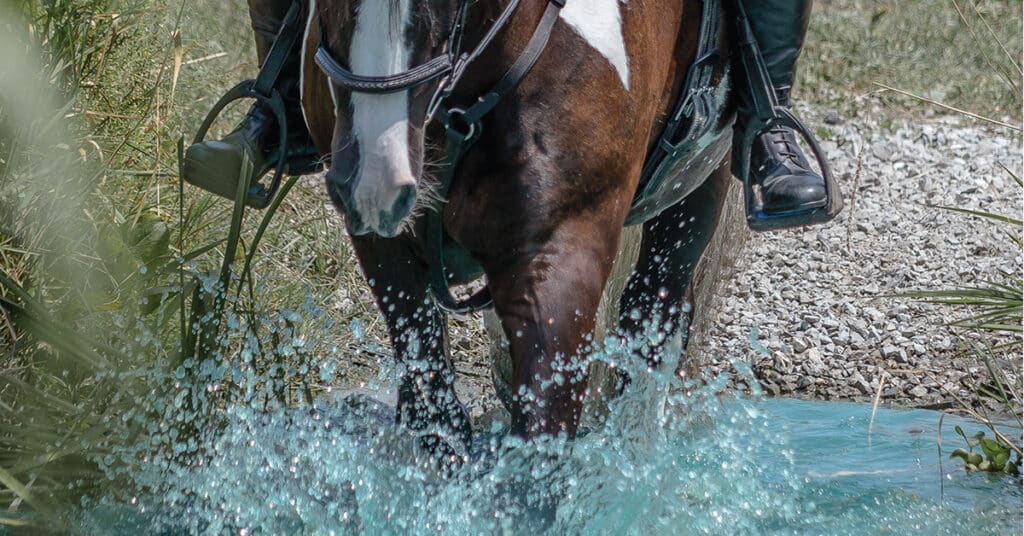 Bolting? How to Prevent and Emergency Stop Your Horse