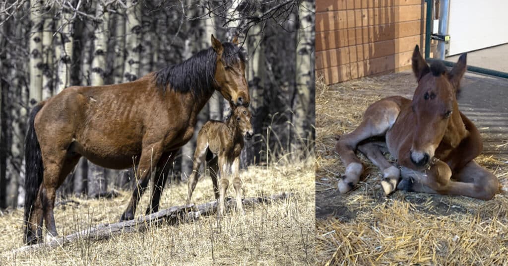 Commonly Used Horse Drugs: 10 Equine Steroids