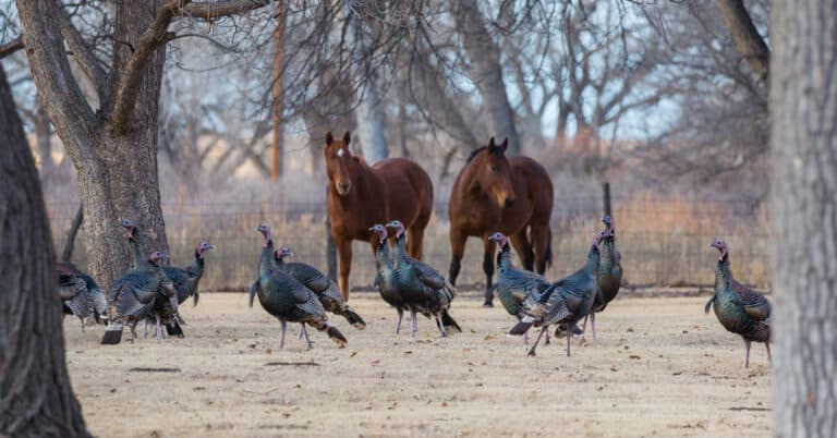 Strange But True: Horsegiirl Stella Stallion
