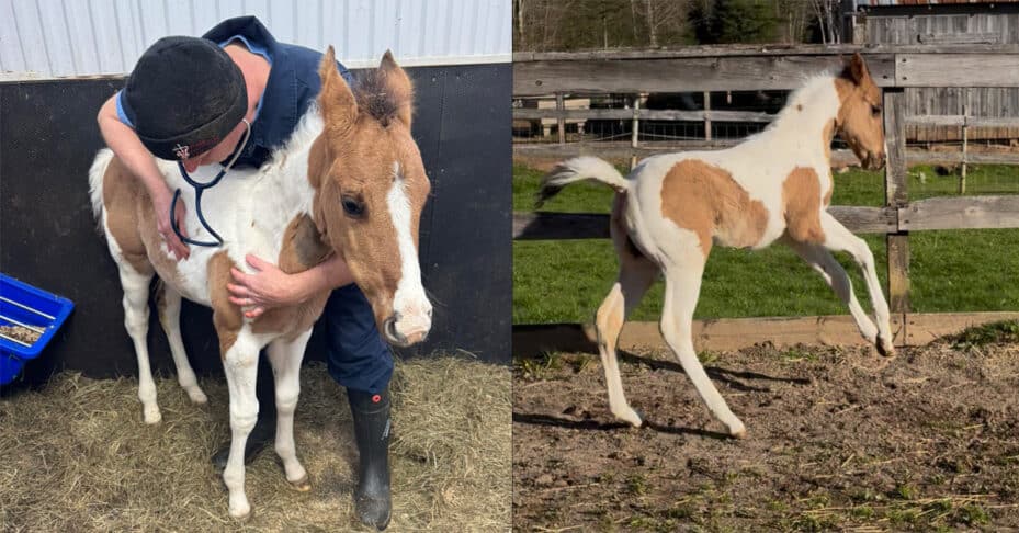 RONA’s Half-Assed Ad "Disturbing"