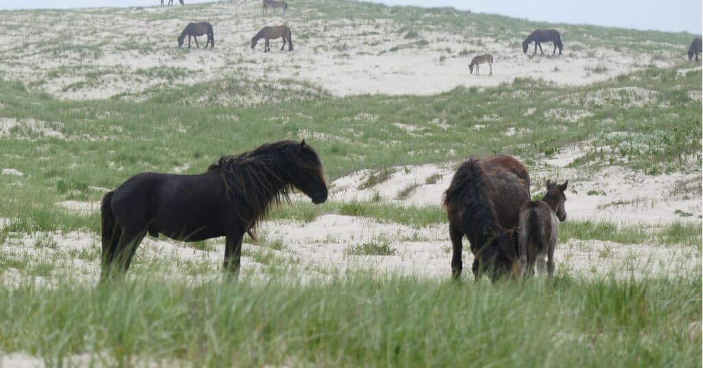 Famous Horse Breeds and Their Legacy in Canadian Culture