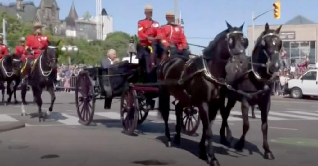 Strange But True: Horsegiirl Stella Stallion